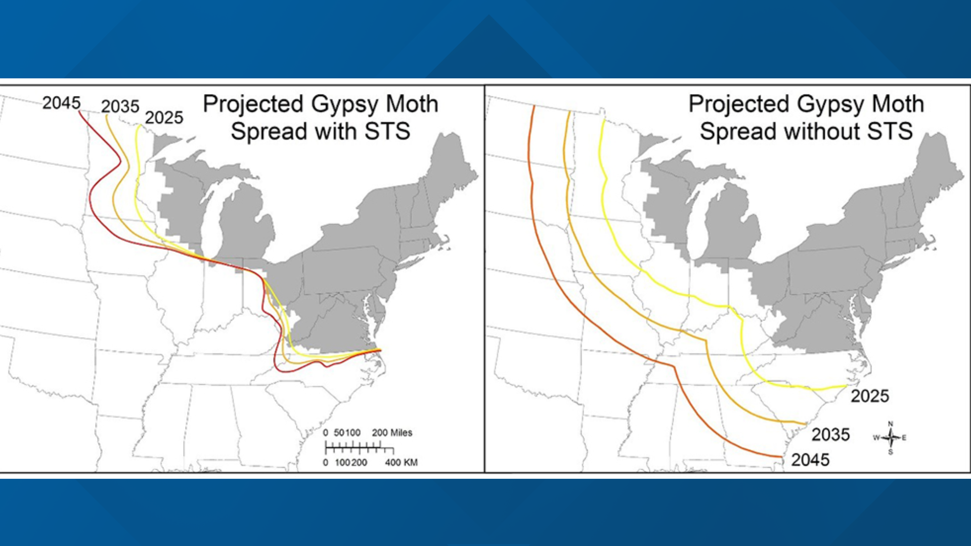 Spongy Moths: The tiny insect behind a big problem for NC forests ...