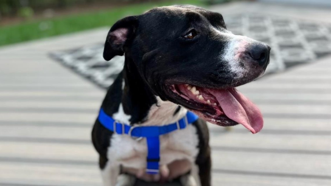 CMPD seeks urgent dog adoptions | wcnc.com