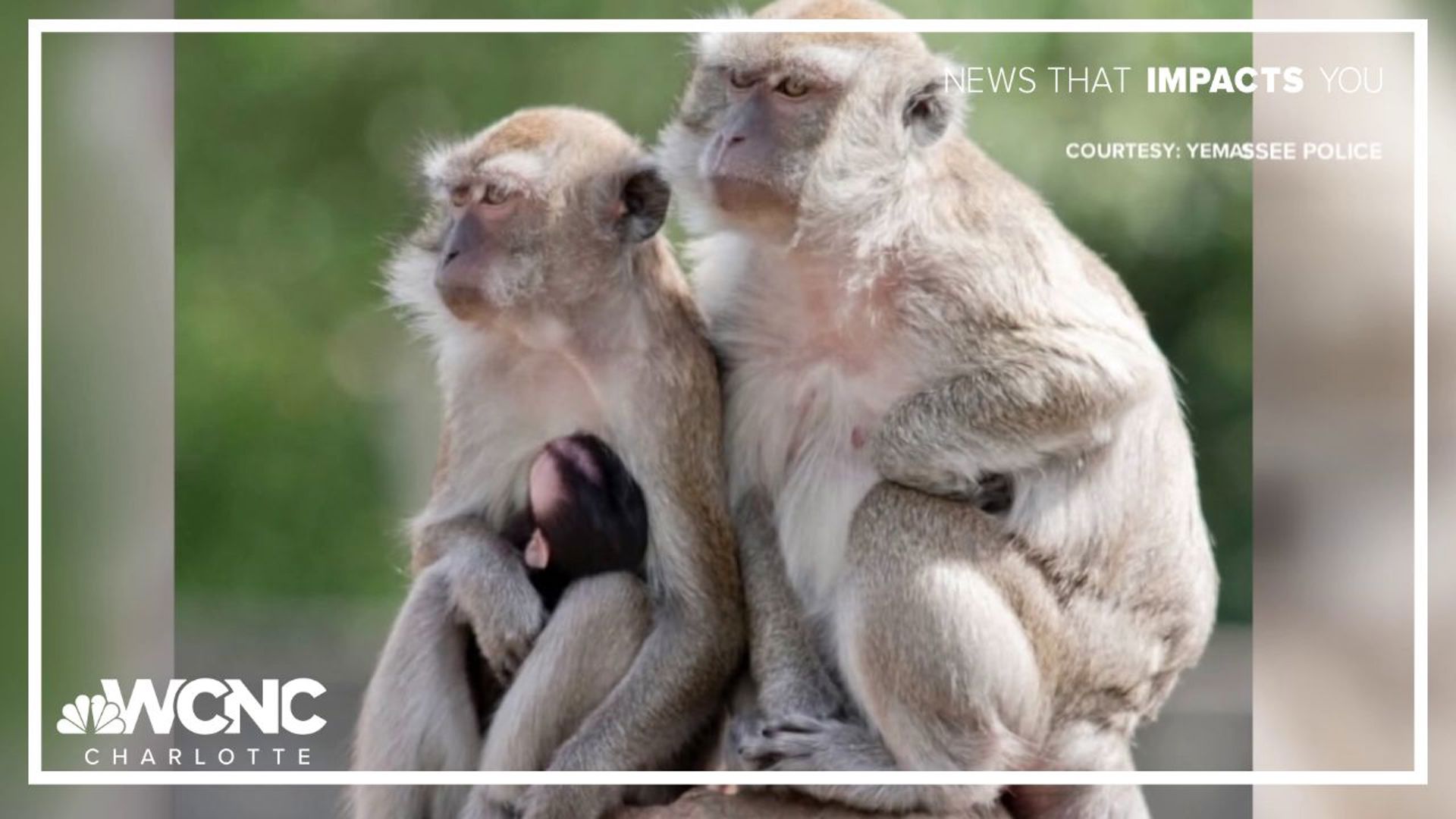 Monkey deaths at South Carolina research lab prompt USDA warning | wcnc.com