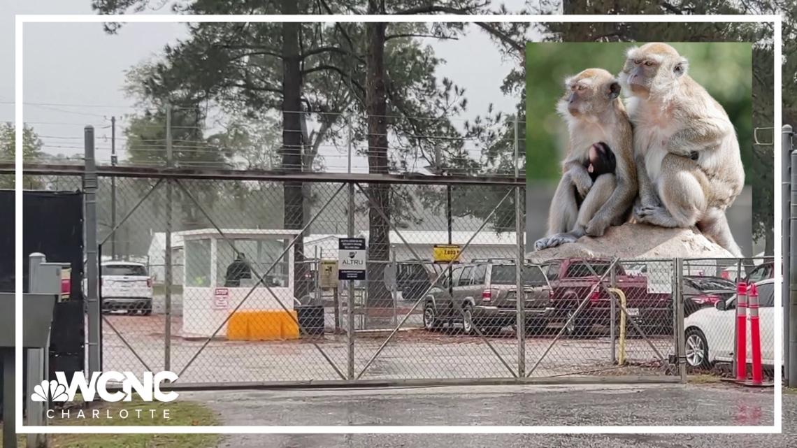 Digging into the case of the missing monkeys in South Carolina | wcnc.com