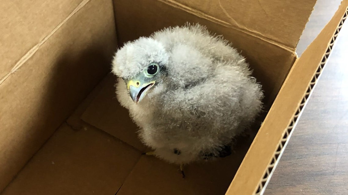 Boone police swoop in to rescue baby hawk from parking lot | wcnc.com