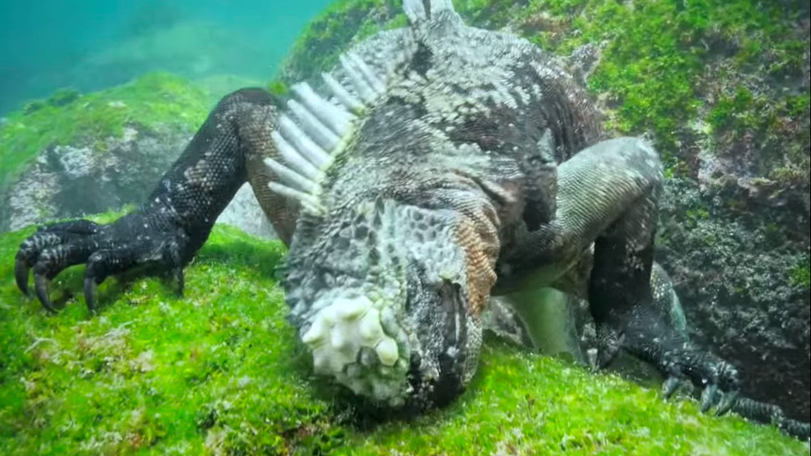 Watch: 'Baby Godzilla' swims underwater in awesome video | wcnc.com