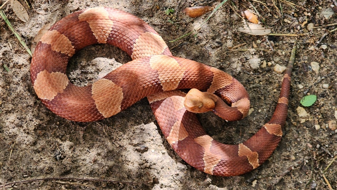 Texas park rangers come across unique copperhead | wcnc.com