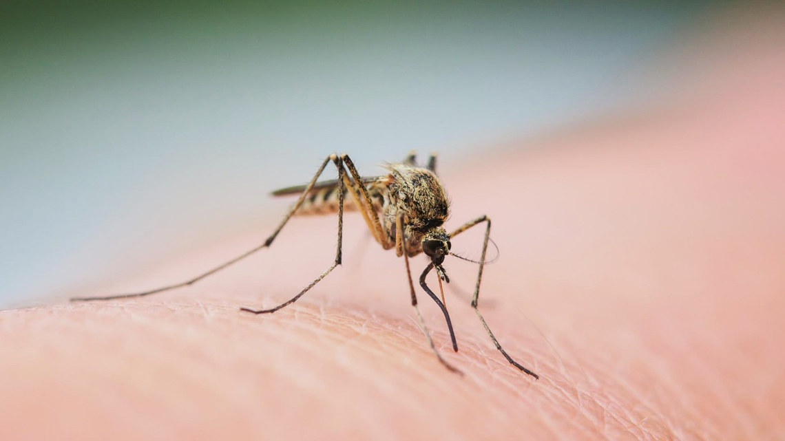 Mosquito FAQs: Answering common questions about mosquitoes | VERIFY ...