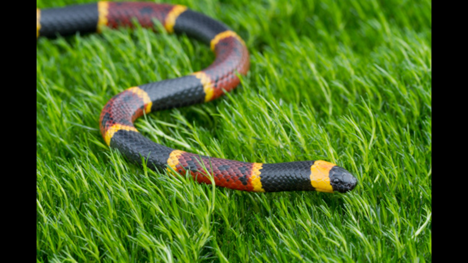 Watch out for baby copperhead snakes | wcnc.com