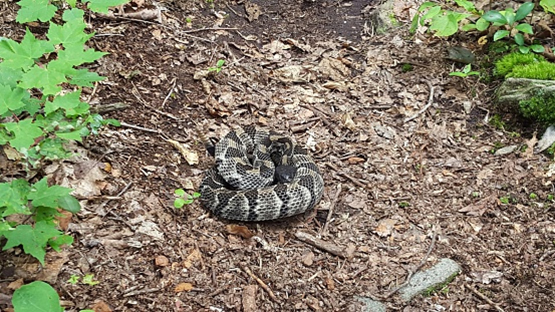 Watch out for baby copperhead snakes | wcnc.com