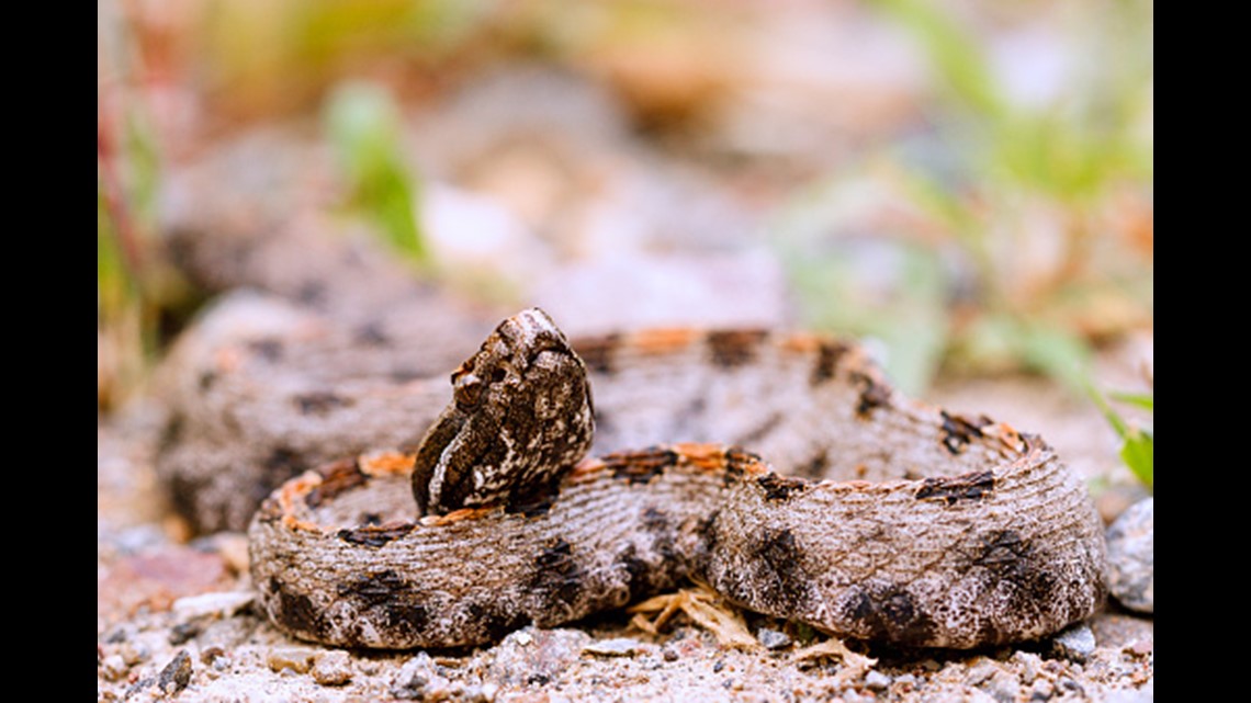 Watch out for baby copperhead snakes | wcnc.com
