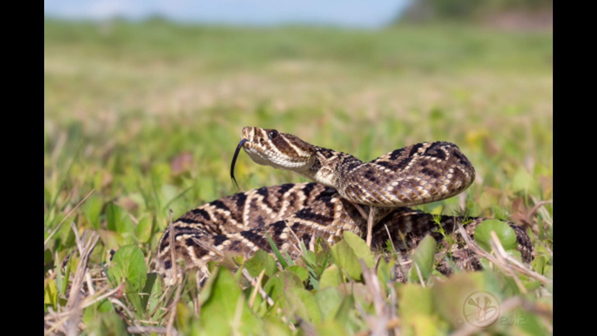 Black Snakes vs Copperheads: What You Need to Know | wcnc.com