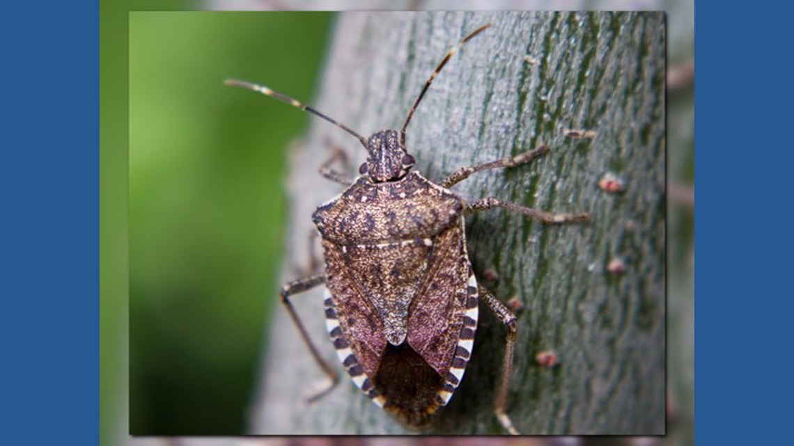 Protect North Carolina homes from stink bug invasions now | wcnc.com