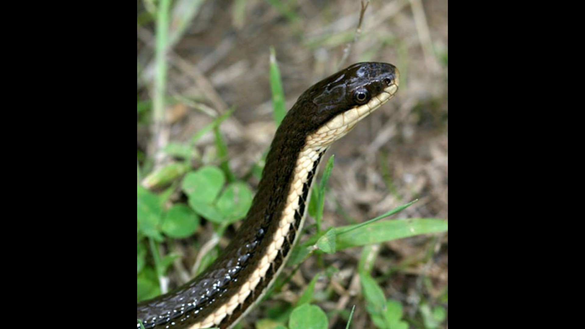 Watch out for baby copperhead snakes | wcnc.com