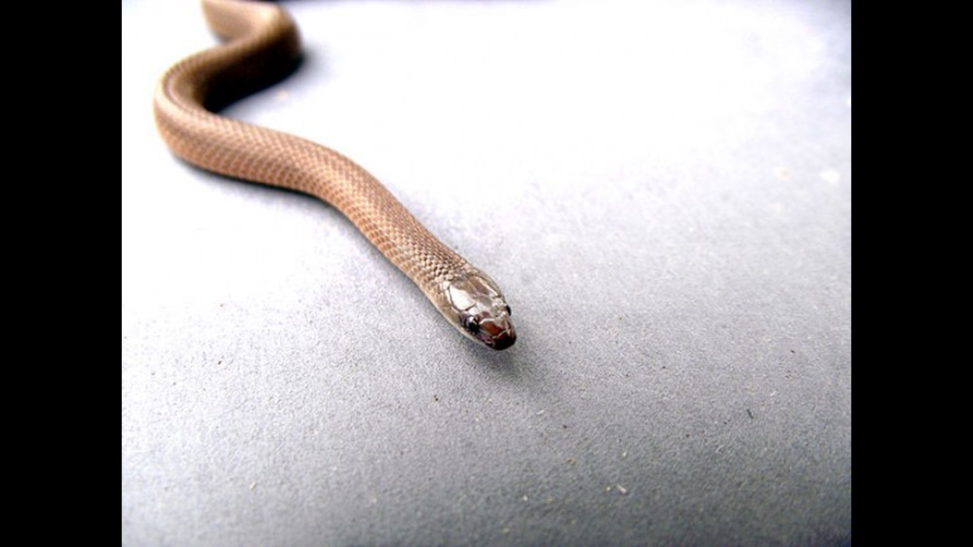 Watch out for baby copperhead snakes | wcnc.com