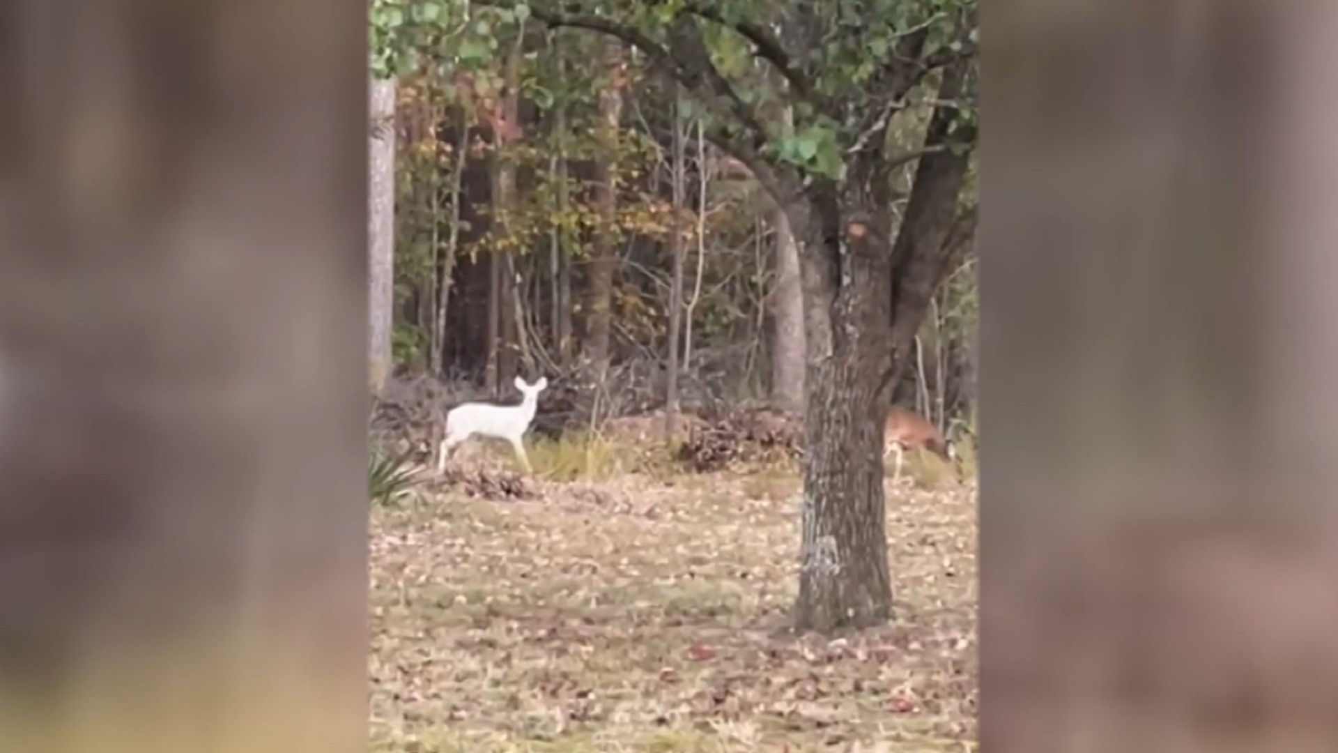 Rare white deer spotted in North Carolina | wcnc.com