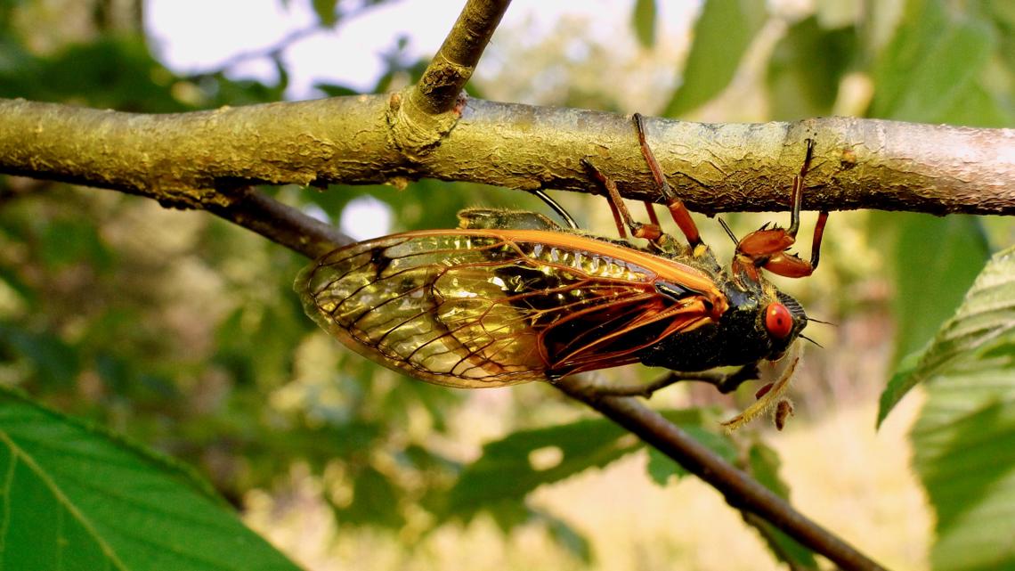 The cicada invasion isn't over yet. The next phase is strange. | wcnc.com