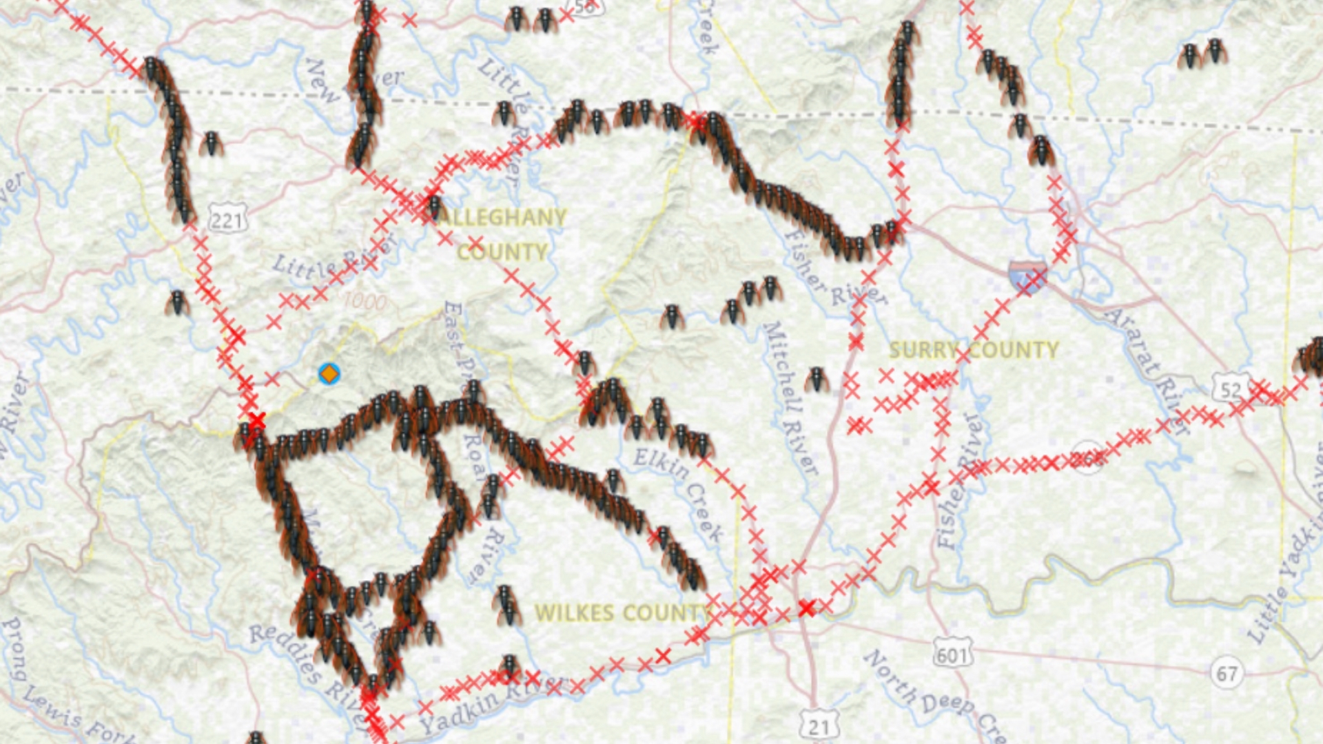 When are the cicadas going away and when will they return to NC? | wcnc.com