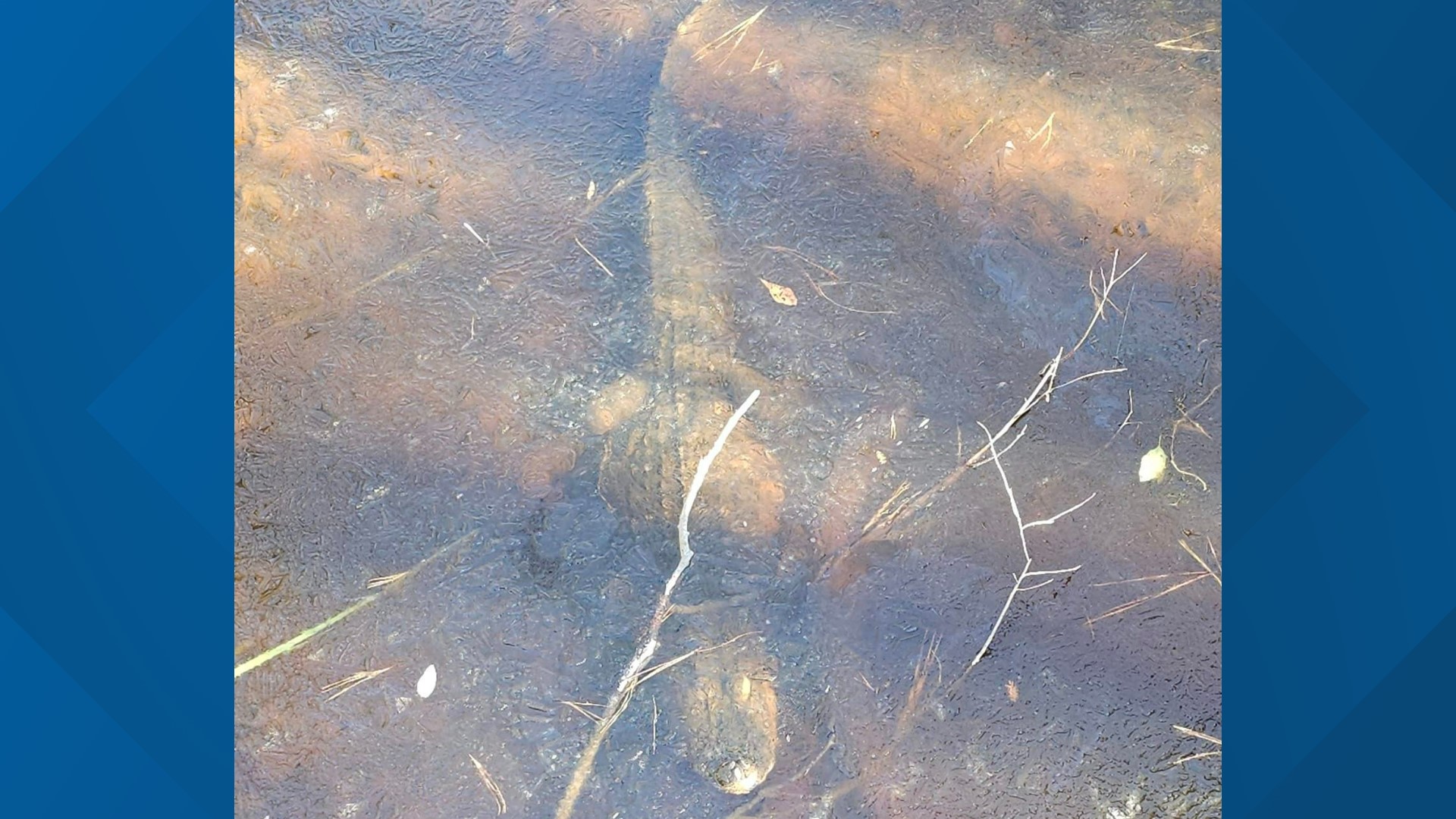 North Carolina weather freezes alligators in ice | wcnc.com