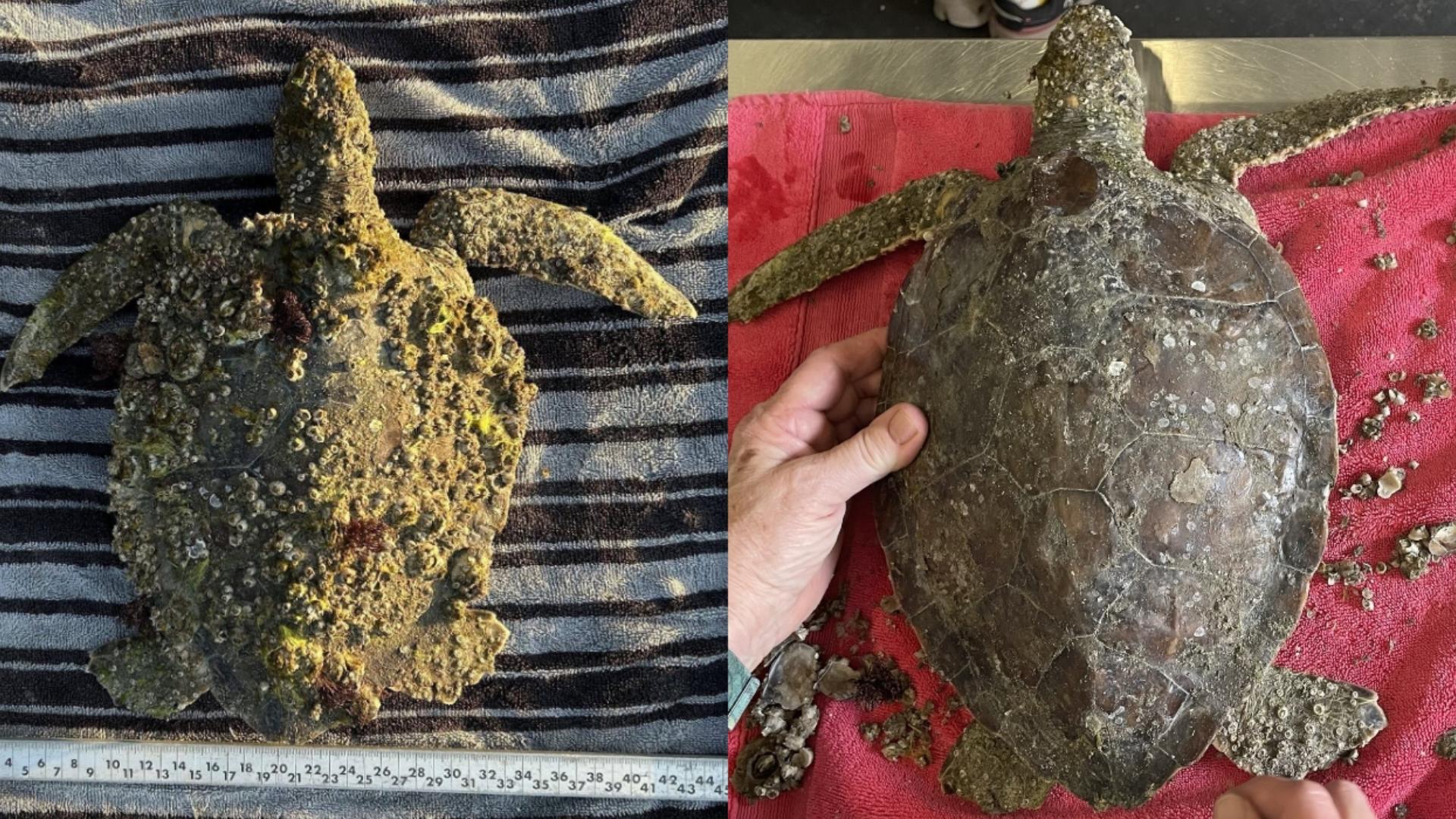 Stranded sea turtle makes progress at NC rehab center | wcnc.com