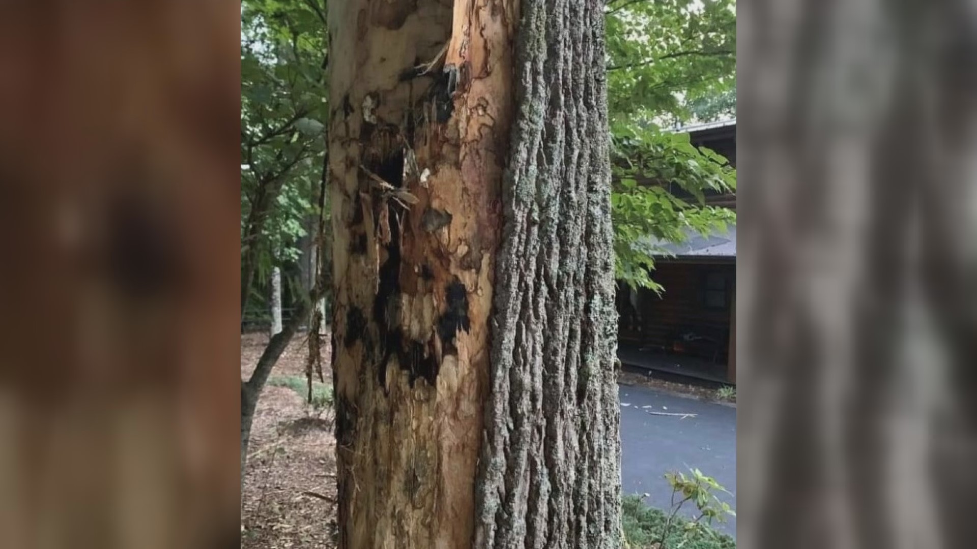 'Like a bomb went off' | Video shows lightning hit tree near Wilkes ...