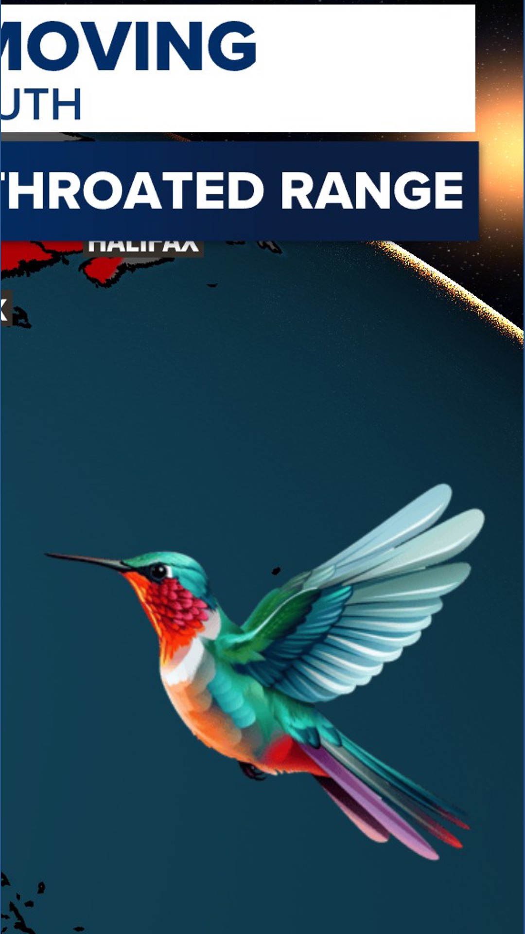 Ruby-Throated Hummingbirds Migrate Through North Carolina | wcnc.com