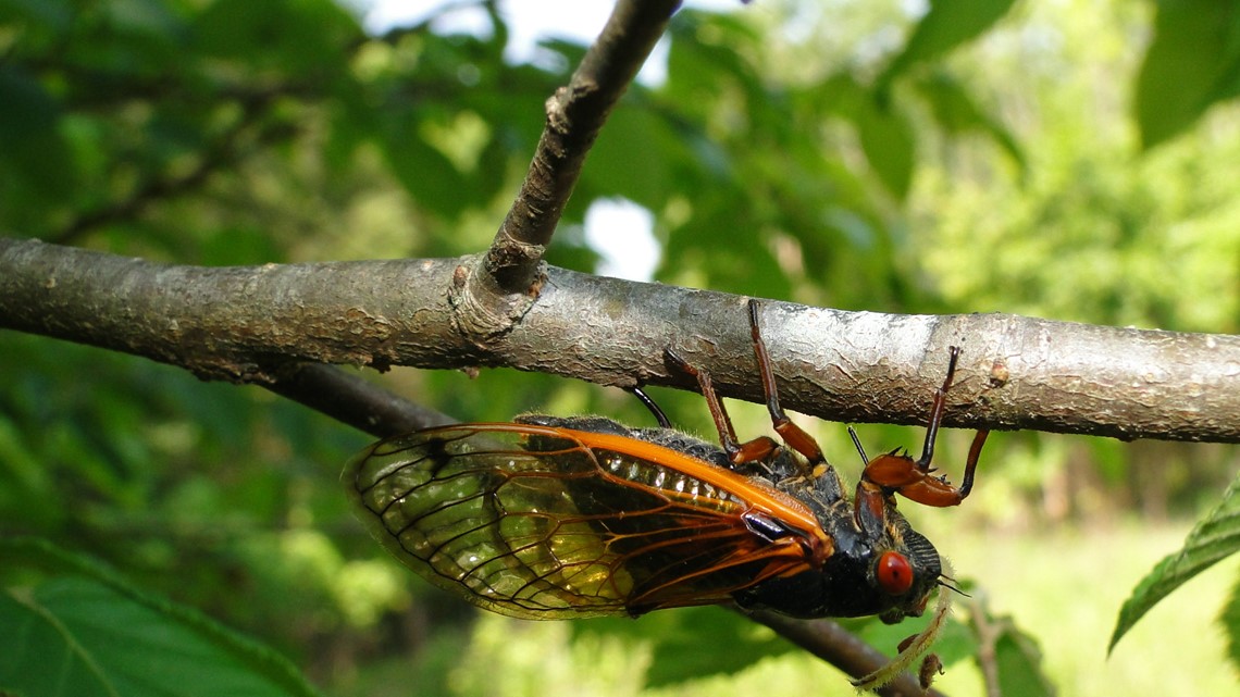 13 year Cicadas returns to parts of the Carolinas this year | wcnc.com