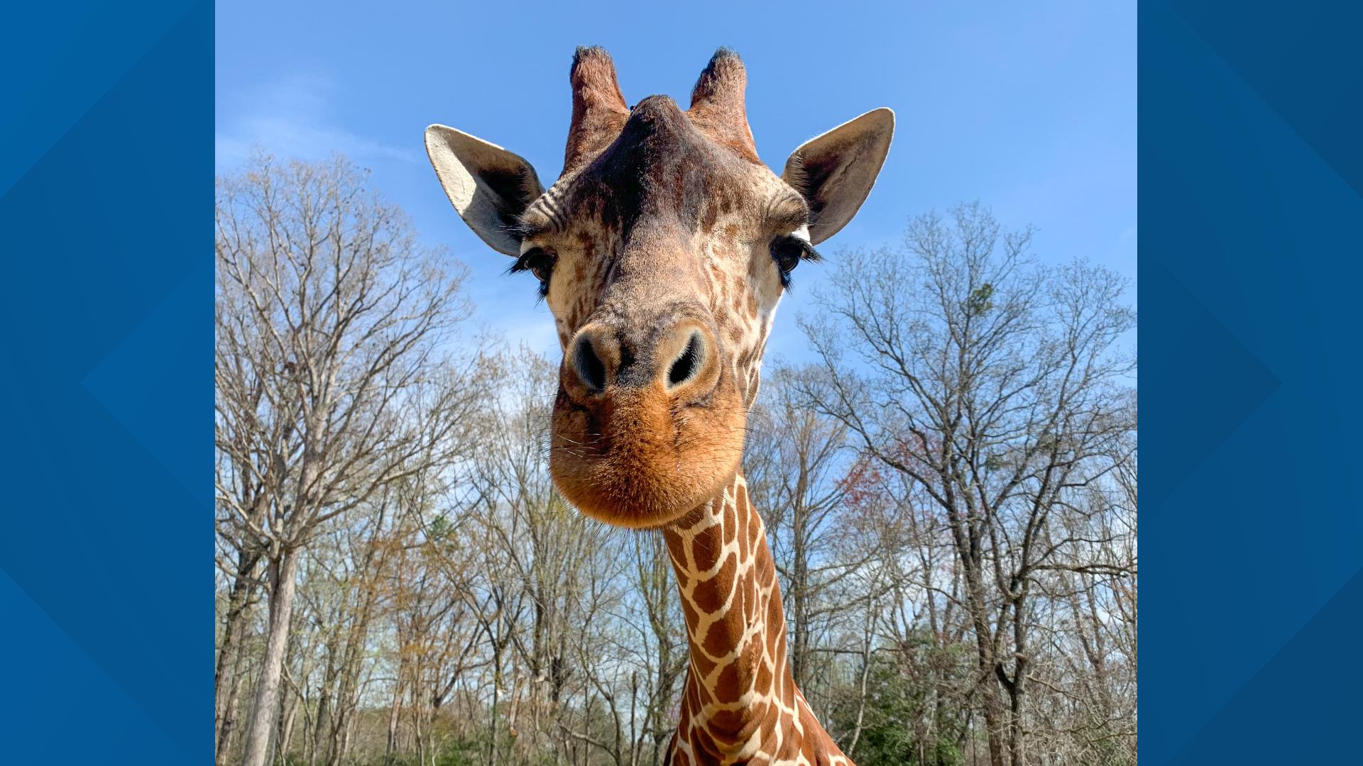Beloved giraffe at North Carolina Zoo dies after complications from ...