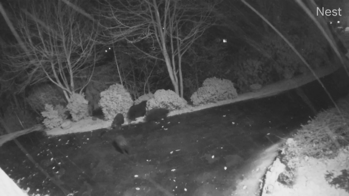 Bears enjoy the snow | Blowing Rock, NC | wcnc.com