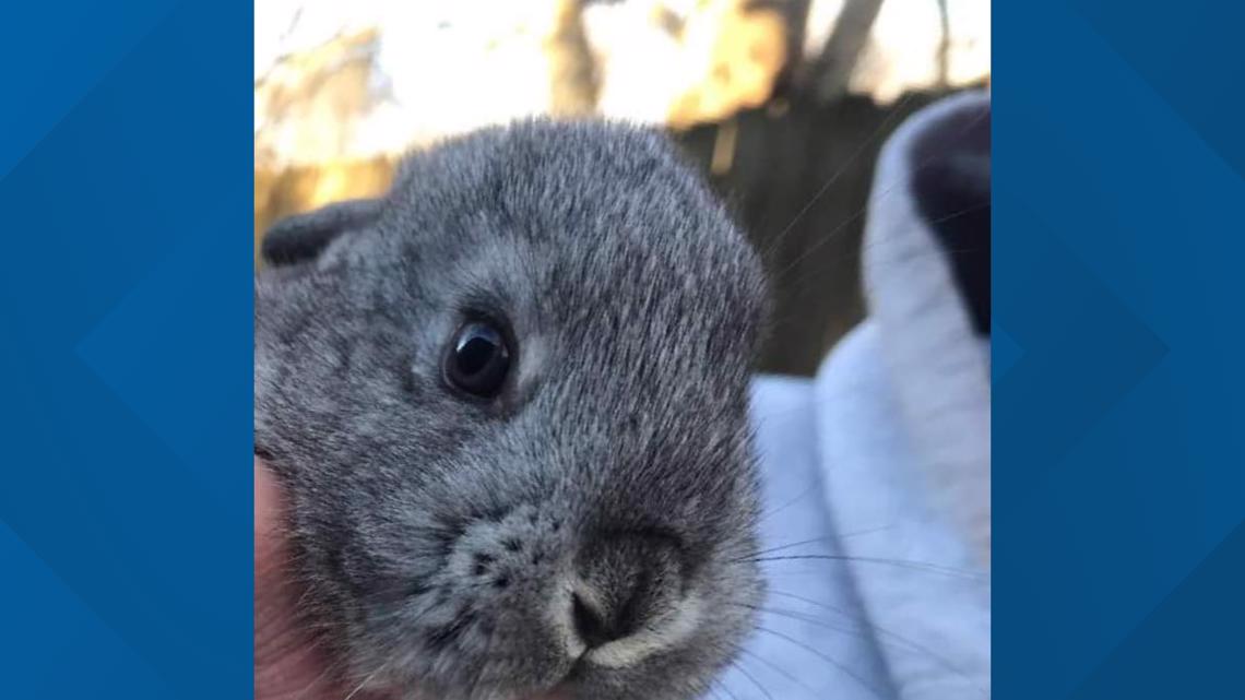 Instacart employee steals rabbit out of woman's yard | wcnc.com