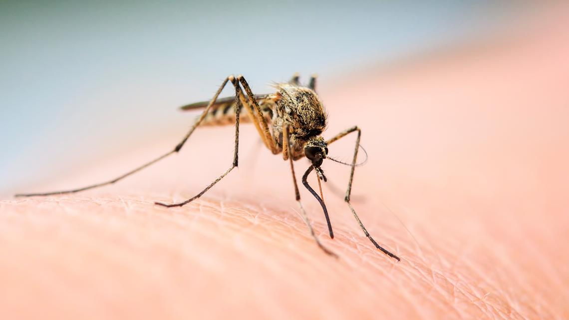 Mosquito season is here. Answering common questions | VERIFY | wcnc.com