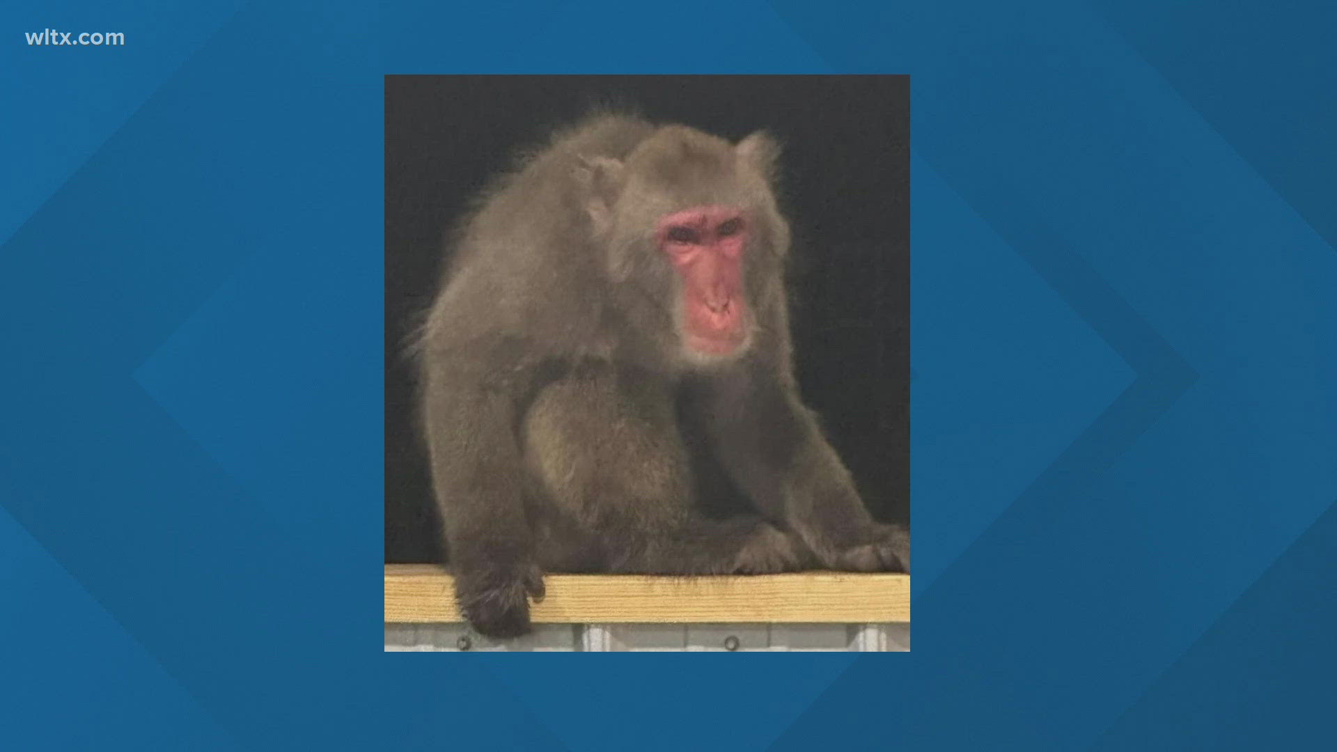 Bradley the South Carolina monkey is dead | wcnc.com