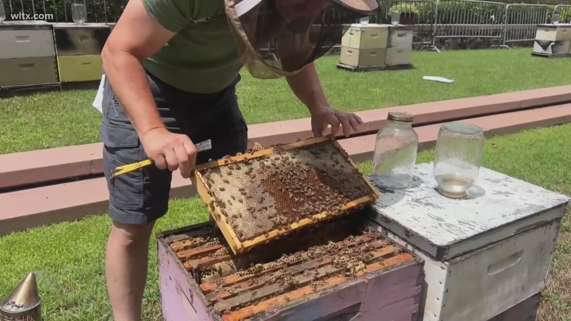 South Carolina beekeepers celebrate 50 years and fight new honeybee ...