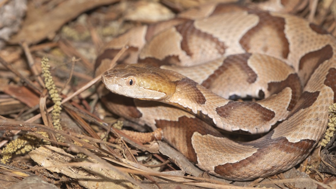After copperhead scare, SC family warns others | wcnc.com