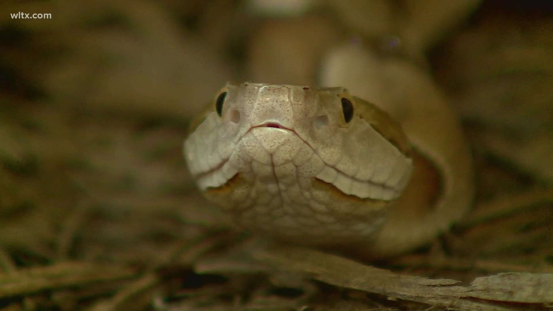 Copperhead sightings surge in August as snakes become more active ...