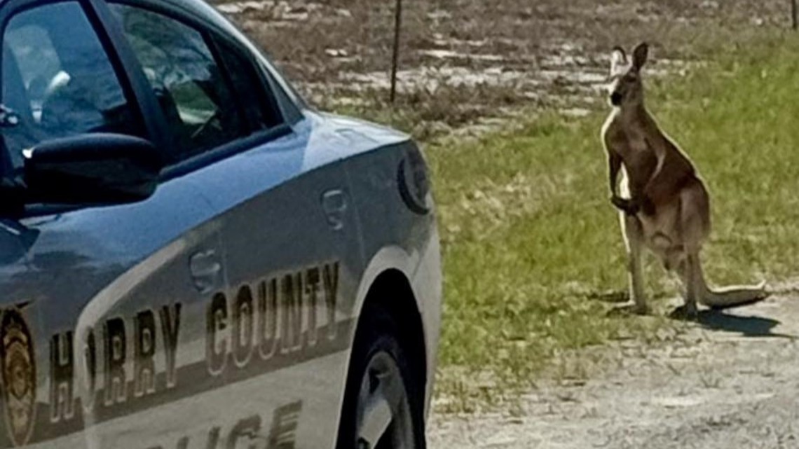 Kangaroo captured in SC on Saturday after escaping home | wcnc.com