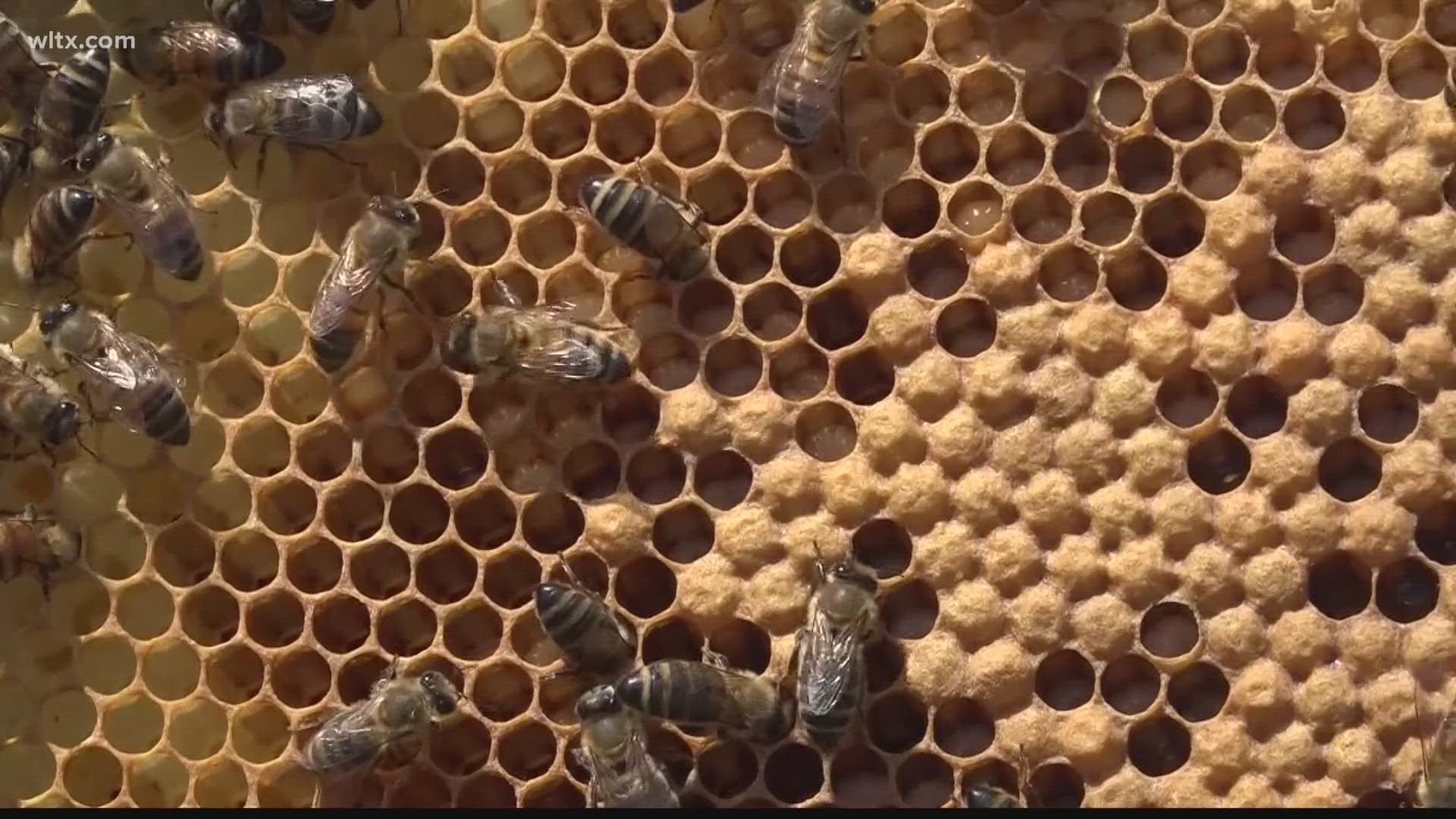 Steps to help South Carolina bees on Earth Day | wcnc.com