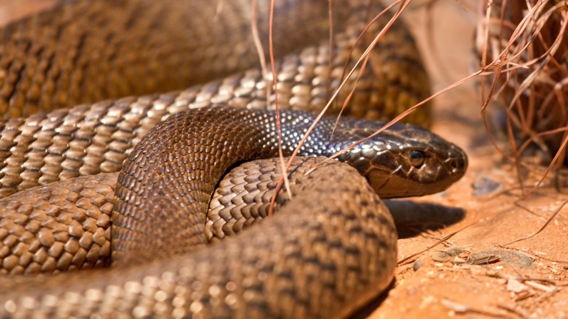 SC man reports snake bite, EMS find 14 venomous snakes in home | wcnc.com