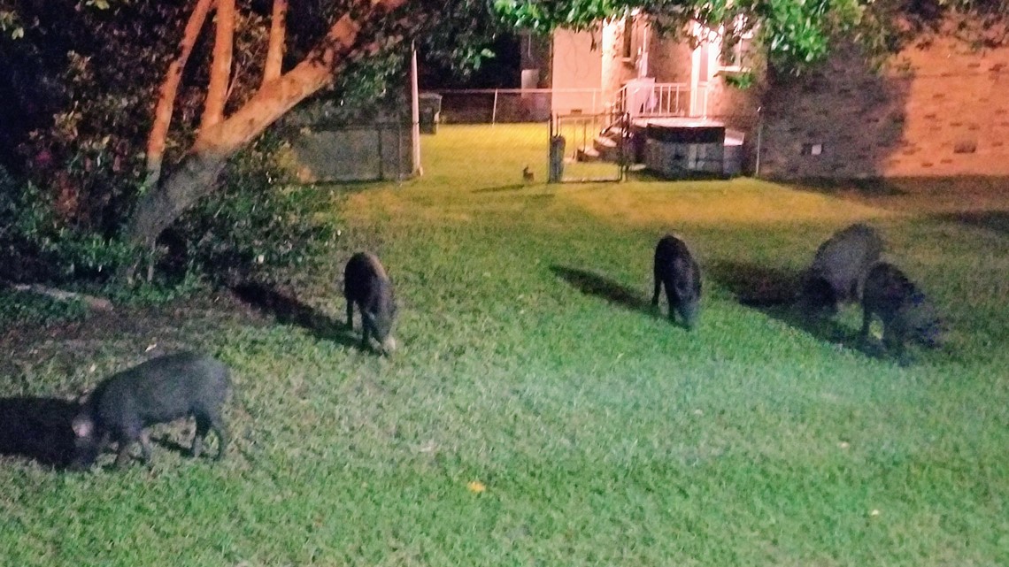 Woman finds multiple wild hogs in her yard in South Carolina | wcnc.com