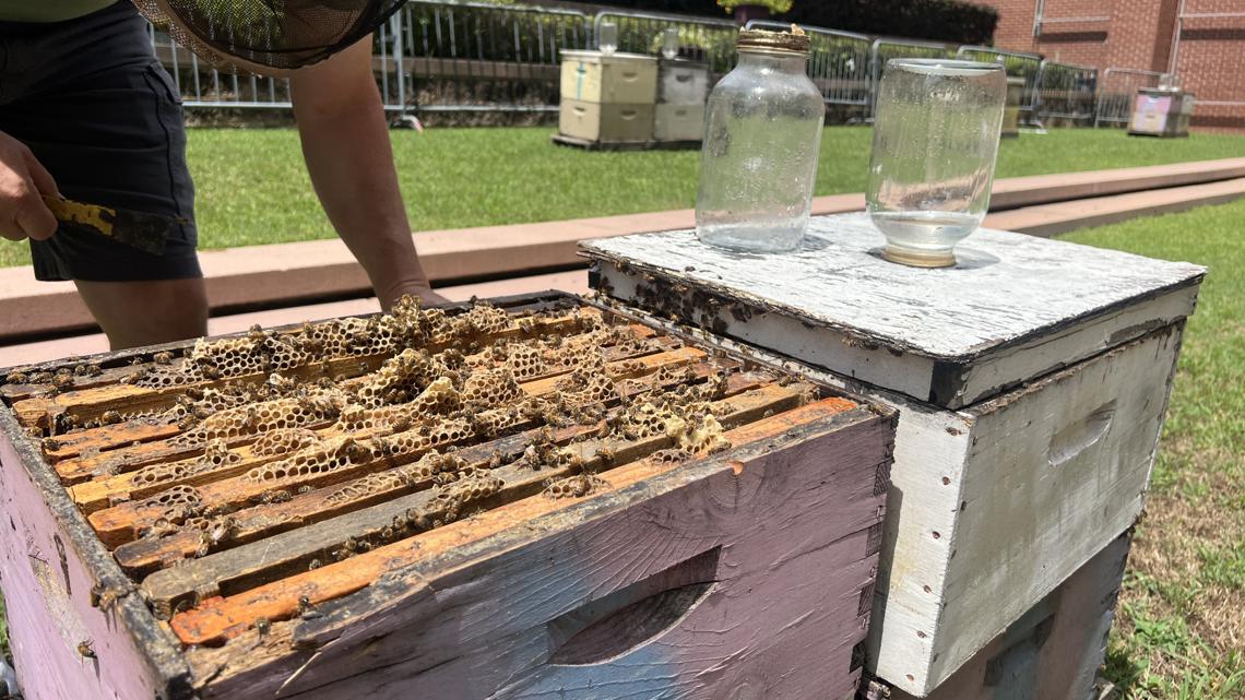 South Carolina beekeepers celebrate 50 years and fight new honeybee ...