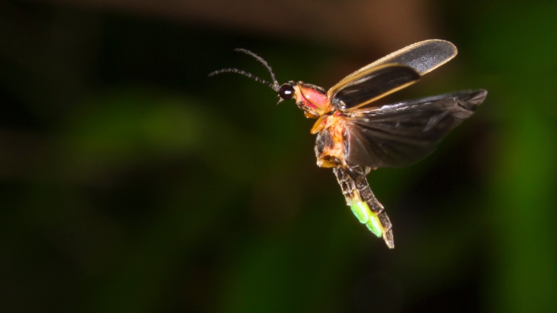 Fireflies' glow lights up the night, but also helps grow their ...
