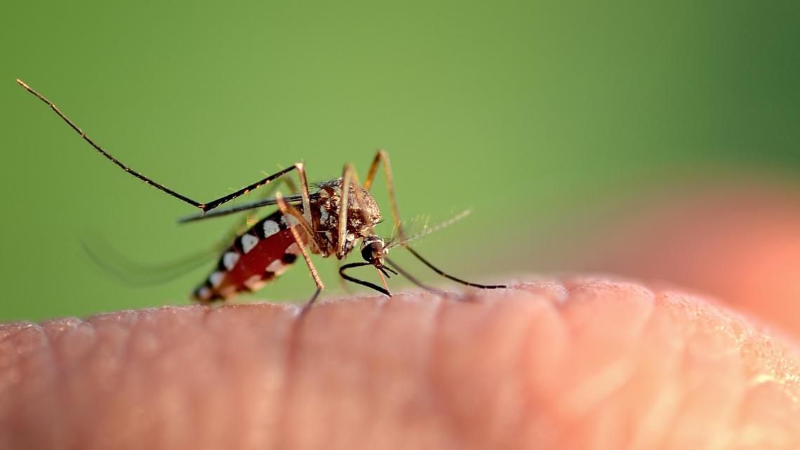Dengue fever confirmed in North Carolina: What are the symptoms? | wcnc.com