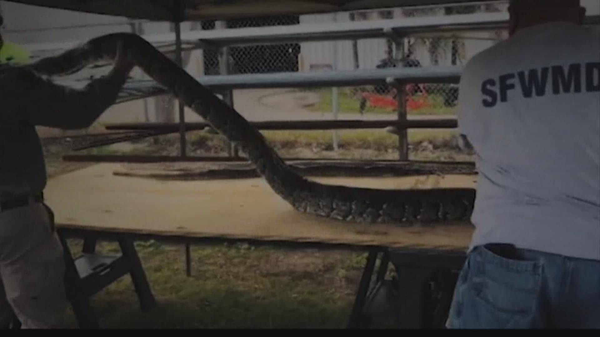 15-foot python caught in Everglades | wcnc.com
