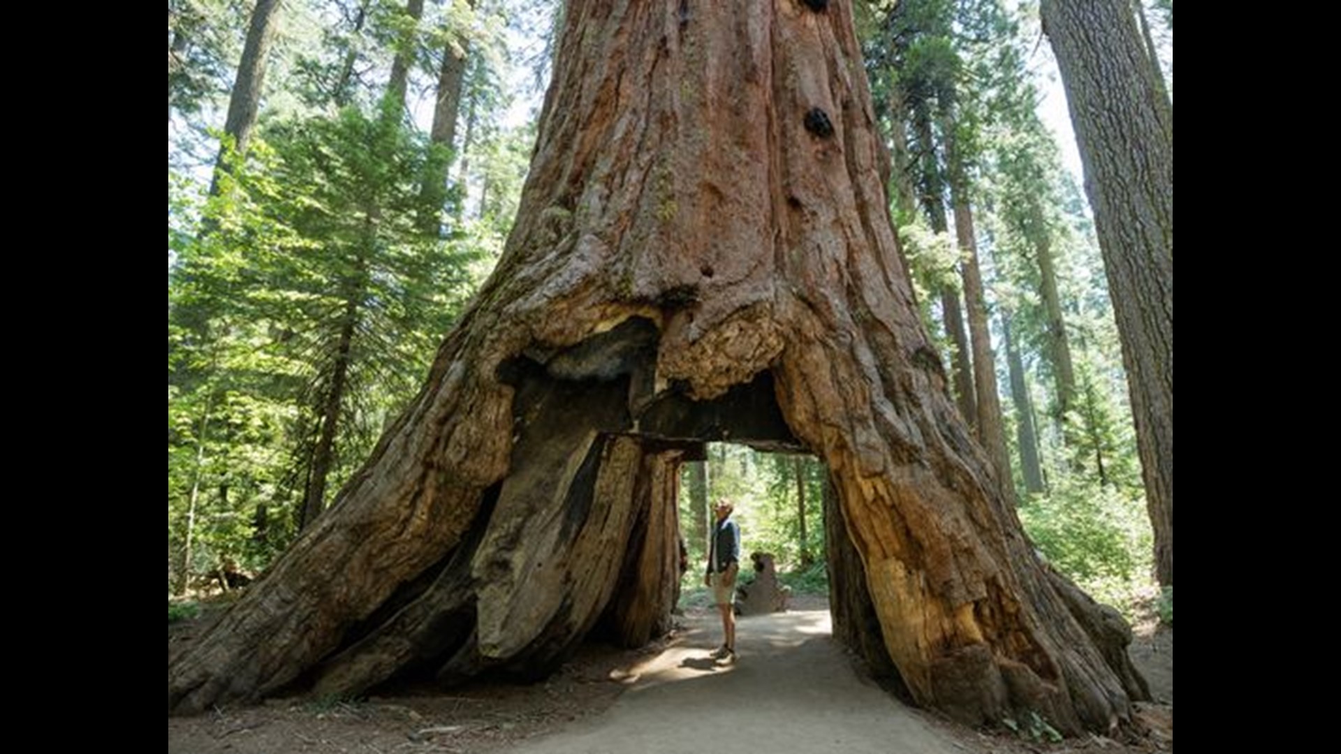 California's famous 'drive-thru' sequoia toppled by storms | wcnc.com