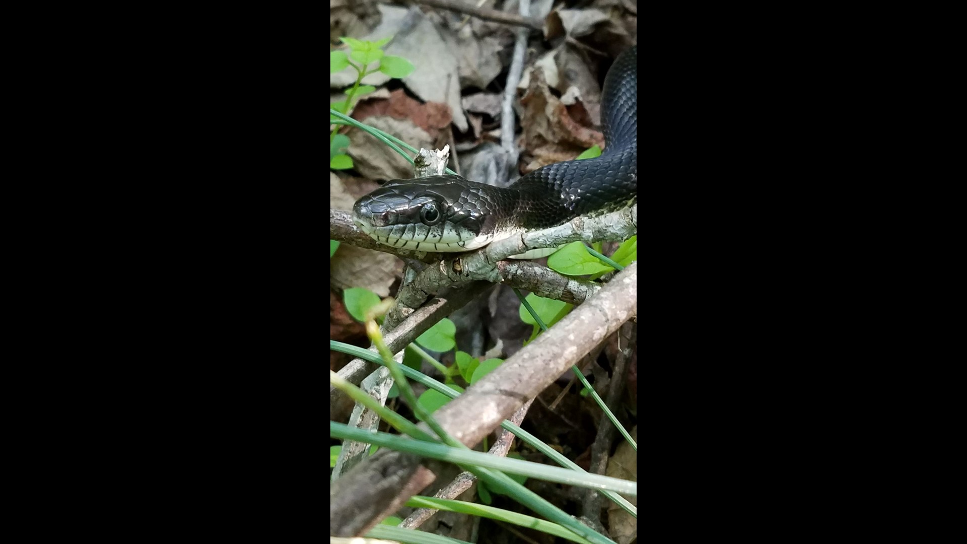 PHOTOS: Snakes seen in metro Atlanta | wcnc.com