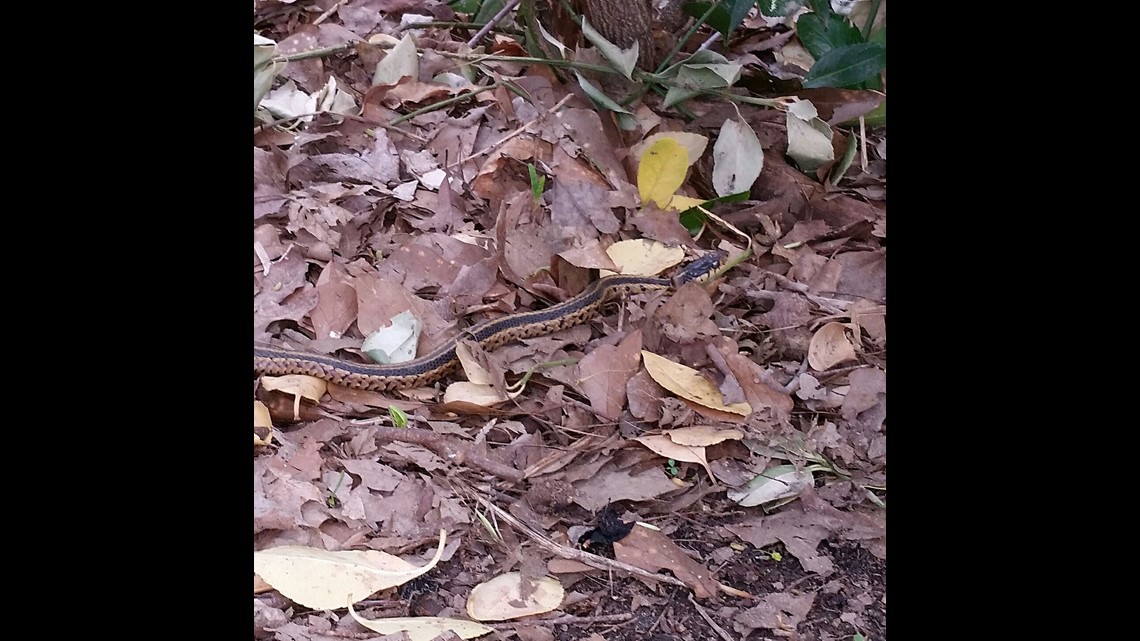 PHOTOS: Snakes seen in metro Atlanta | wcnc.com