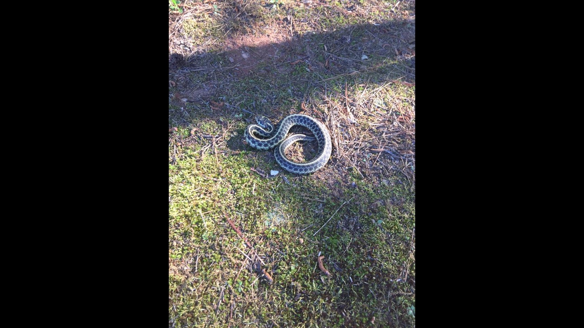 PHOTOS: Snakes seen in metro Atlanta | wcnc.com