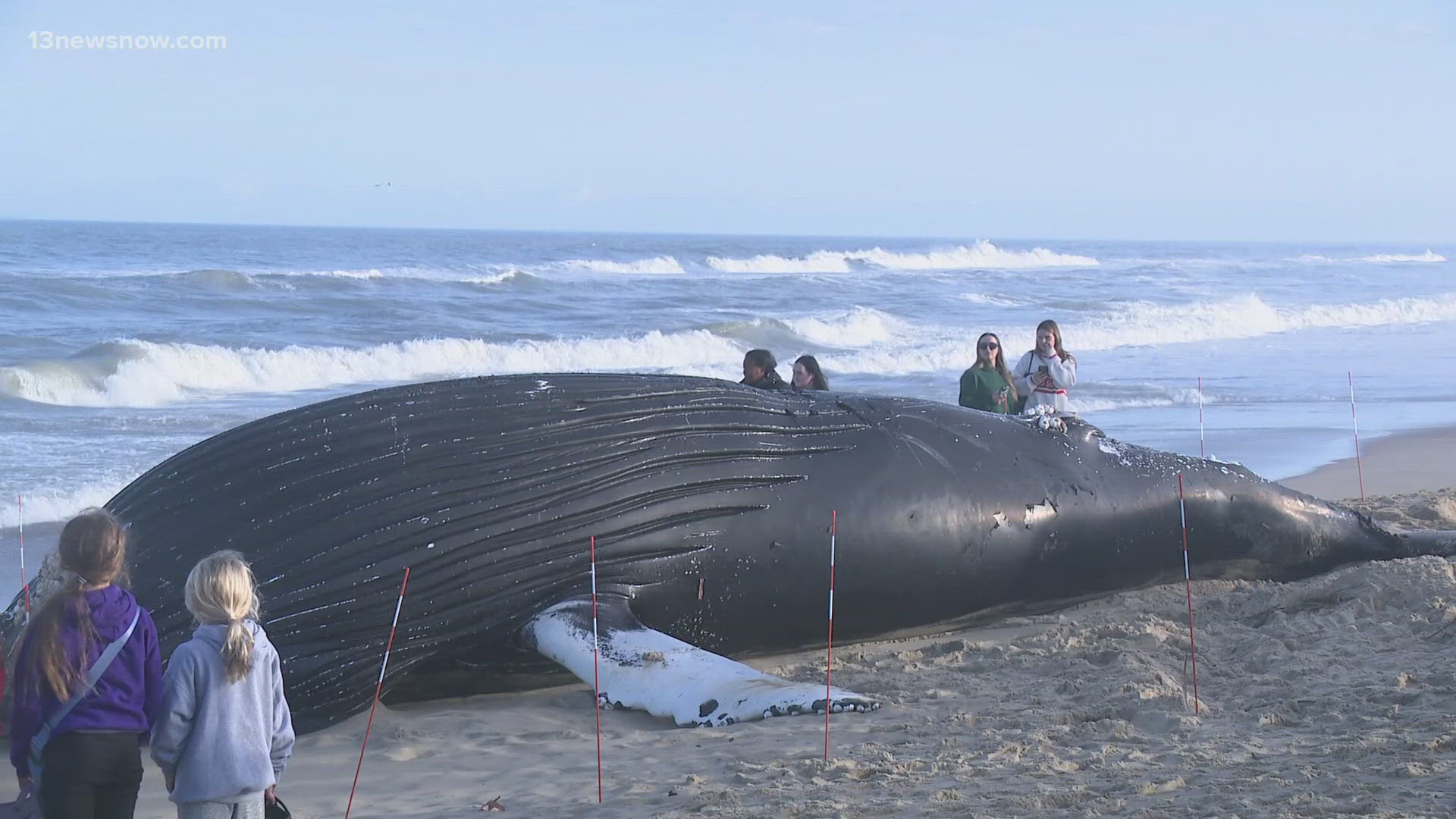 Dead humpback whale washes up on Outer Banks beach | wcnc.com