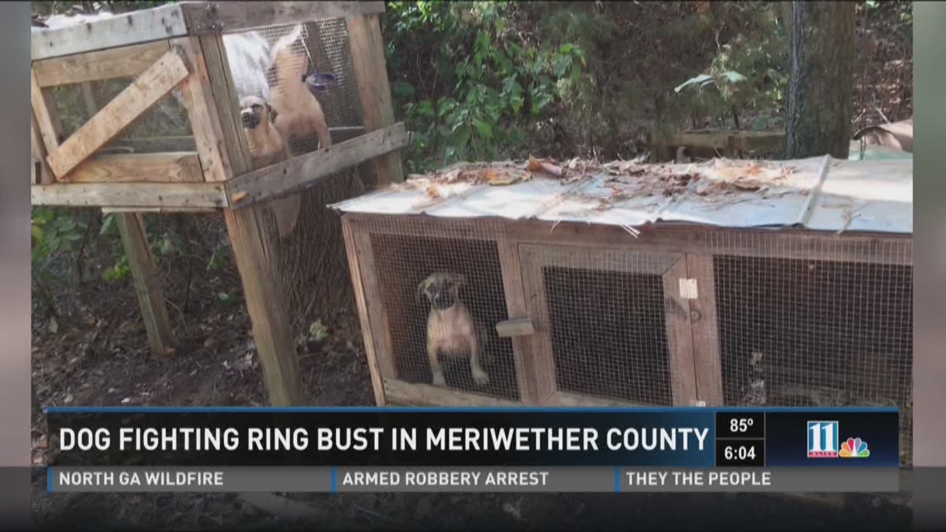 Man faces 35 charges related to dog fighting ring | wcnc.com