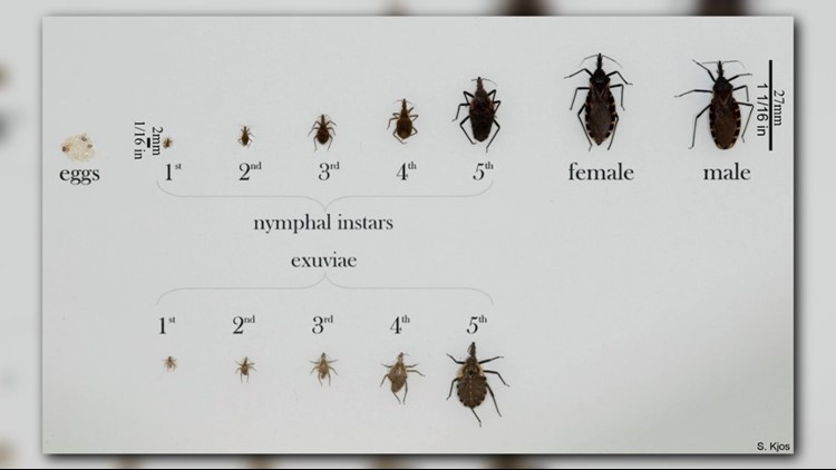 Deadly 'kissing bug' disease continues to spread, but... | wcnc.com