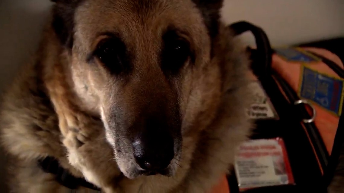 Passing dogs as service animals muddles things for trainers | wcnc.com